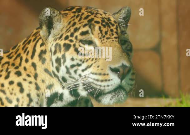 Leopard (Panthera pardus) is one of five big cats in genus Panthera. It ...