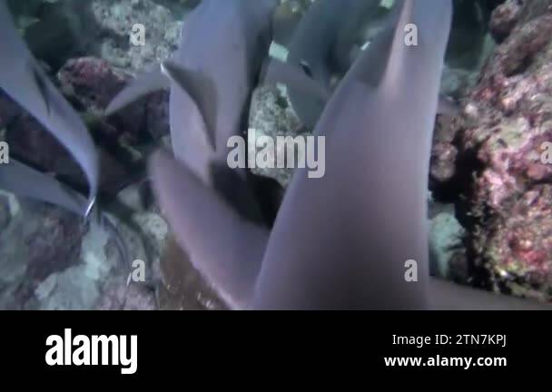Thrilling experience with pack reef sharks swimming up close in Isla ...