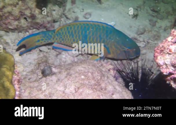 Beauty of the coral reefs is enhanced by presence of beautiful fish ...