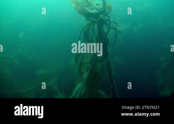 Underwater video in cold clear water of the Arctic Ocean and floating ...