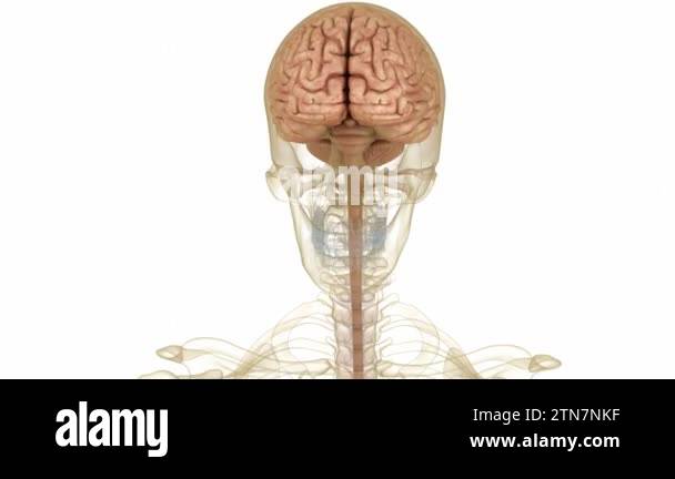 Brain skeleton human anatomy Stock Videos & Footage - HD and 4K Video ...