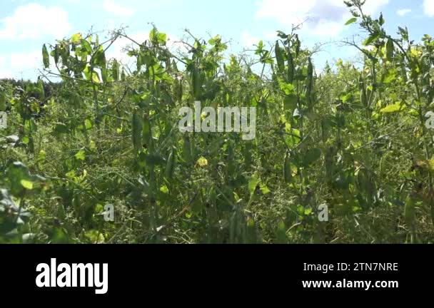 Pea plants pods move in wind on blue cloudy sky background. 4K Stock ...