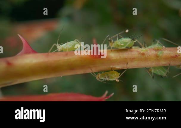 Insect pest, green aphid on a rose stem. Green beetle parasitic aphid ...