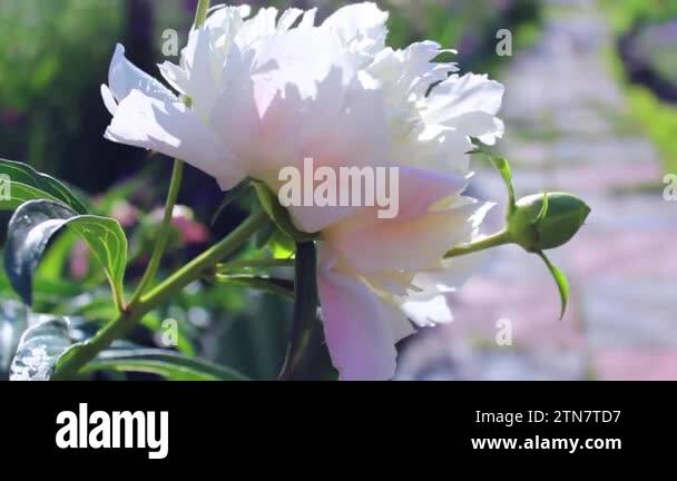 After flower formal Stock Videos & Footage - HD and 4K Video Clips - Alamy