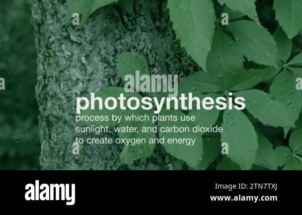 Moving botanical background of leaves and vines with bubbles ...