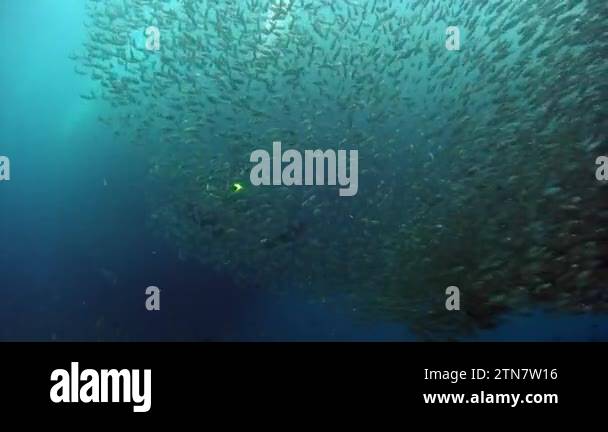 Schooling behavior of fish and underwater wildlife. Group fish of one ...