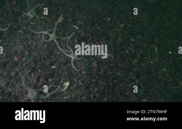 Underwater video in cold clear water of the Southern Ocean in ...