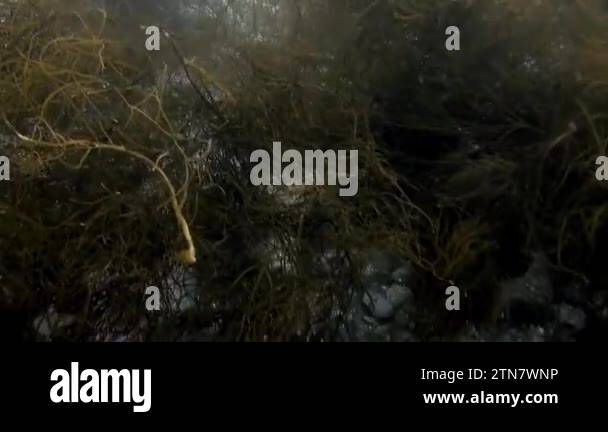 Underwater video in cold clear water of the Southern Ocean in ...