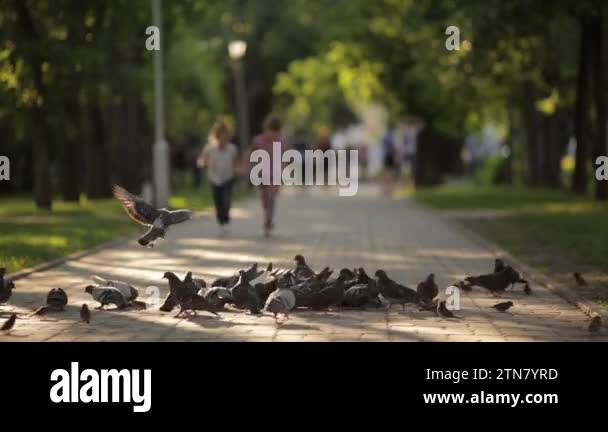 two little girls, sisters to chase pigeons in the Park. children in ...