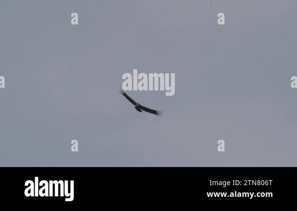 Andean condor, Vultur gryphus, the largest flying birds in the world ...