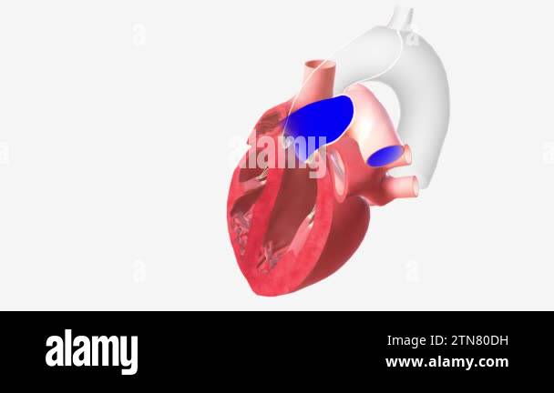 Inferior Vena Cava Cardiovascular Anatomyzone