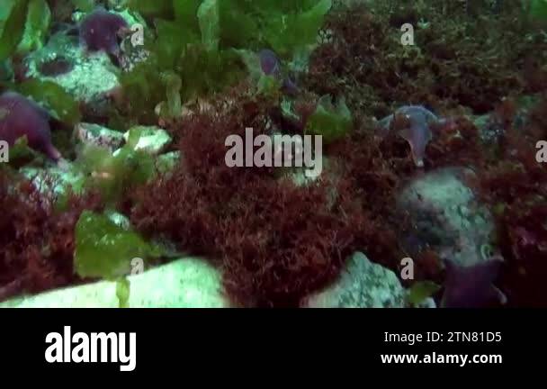 Underwater video in cold clear water of the Southern Ocean in ...