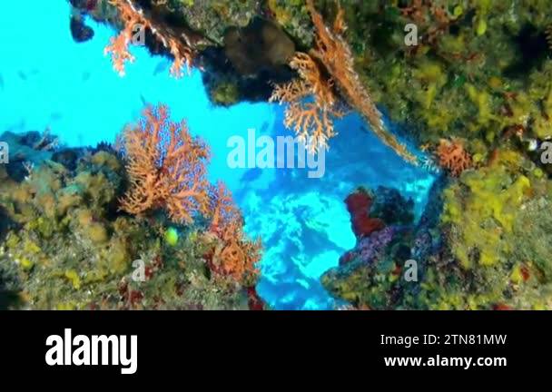 Tropical fish and coral reef of French Polynesia underwater are sight ...