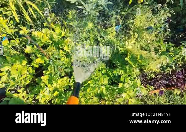 Watering a tree. Woman gardener with hose for watering the plants and ...