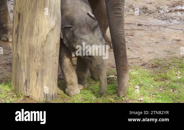 Goes around the tree Stock Videos & Footage - HD and 4K Video Clips - Alamy