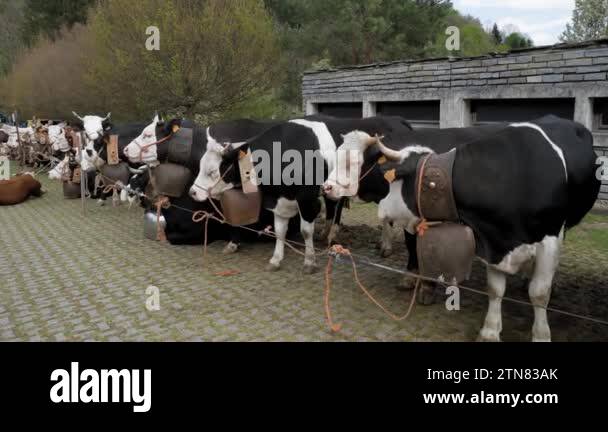 alpine cows. farming. breeding alpine cows. Well-fed, well-groomed ...