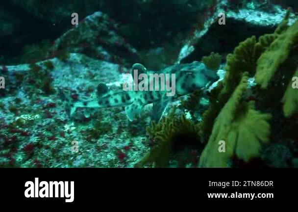 School of long fish glisten in rays of sunlight underwater. Unique ...