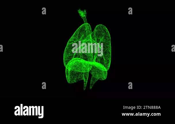 3D human lungs rotates on black bg. Respiratory system human body ...