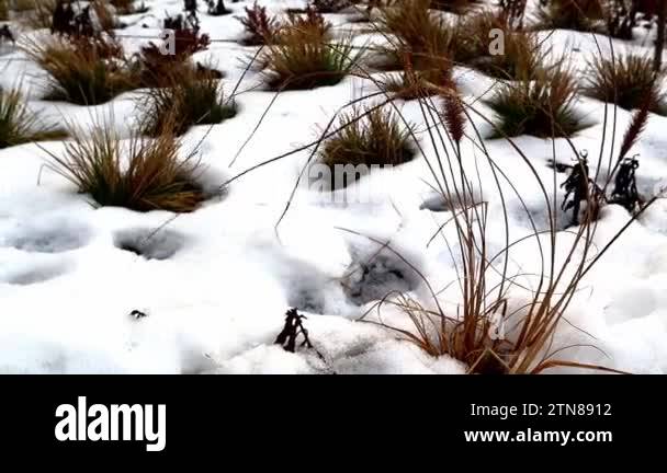 Snow-covered dry grass swaying in the wind in a meadow on a cold frosty ...