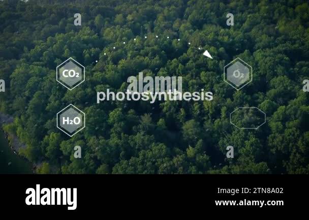 Photosynthesis process Stock Videos & Footage - HD and 4K Video Clips ...
