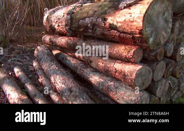 deforestation amazon rainforest forest global warming video 4k Stock ...