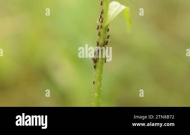 Individual insects Stock Videos & Footage - HD and 4K Video Clips - Alamy