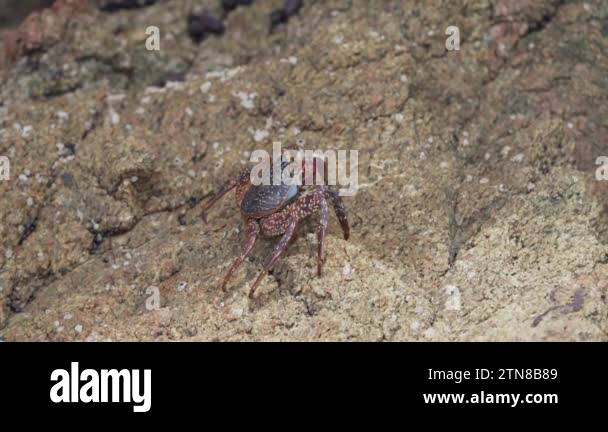 colorful crab crawling over the rock surfaces in the coastal desert of ...