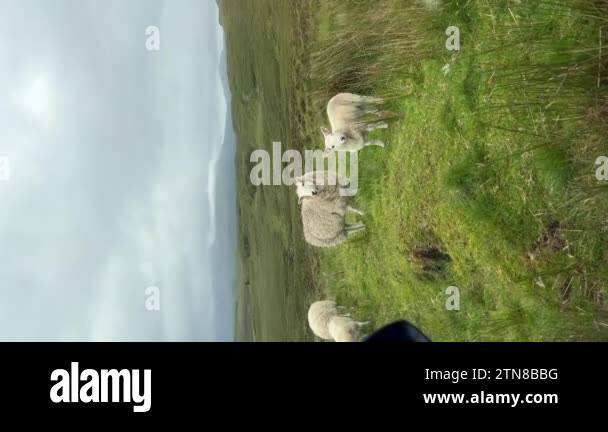 Startled sheep Stock Videos & Footage - HD and 4K Video Clips - Alamy