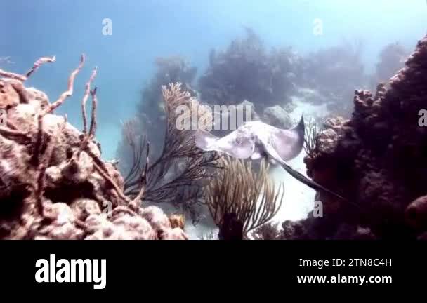 Caribbean ecosystem Stock Videos & Footage - HD and 4K Video Clips - Alamy