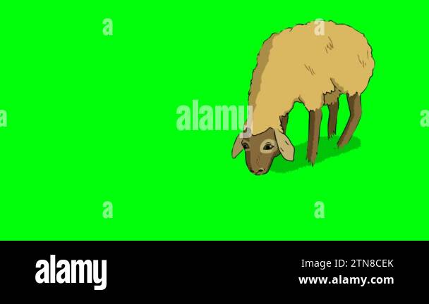 2D sheep character walking while grazing and eating plants. Green ...