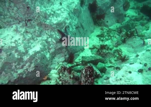 Underwater video in cold clear water of the Southern Ocean in ...