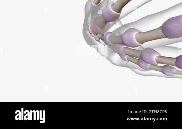 Synovial inflammation Stock Videos & Footage - HD and 4K Video Clips ...