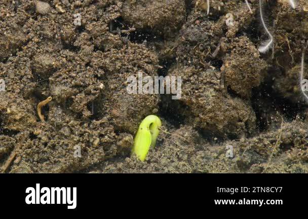 Seed rotting underground soil.Plant roots growing underground of soil ...