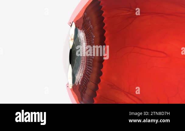 The cornea is the transparent front part of the eye that covers the ...