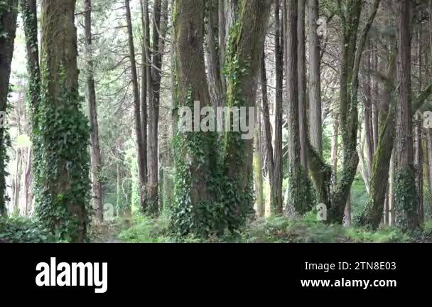 Trees in forest windy Stock Videos & Footage - HD and 4K Video Clips ...
