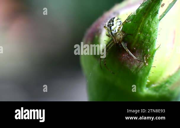 Spider rose flower Stock Videos & Footage - HD and 4K Video Clips - Alamy