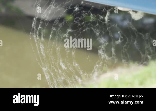 Pollen fluff Stock Videos & Footage - HD and 4K Video Clips - Alamy