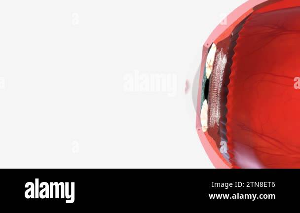 The cornea is the transparent front part of the eye that covers the ...