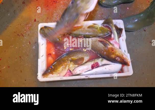 Male hands wrapping freshly killed cod fish into a plastic box with a ...