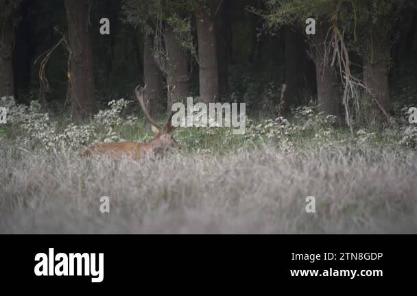 Dead red deer Stock Videos & Footage - HD and 4K Video Clips - Alamy