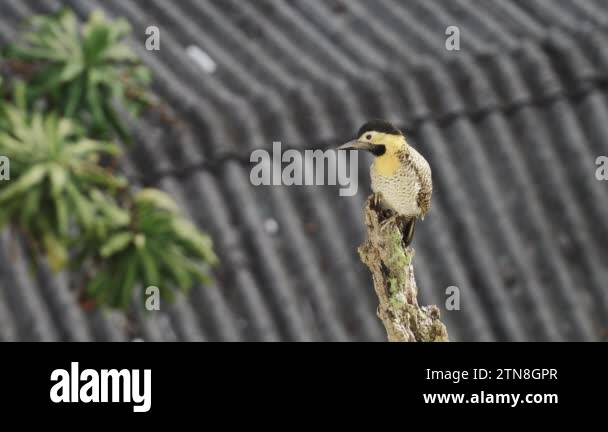 Adaptation background Stock Videos & Footage - HD and 4K Video Clips ...