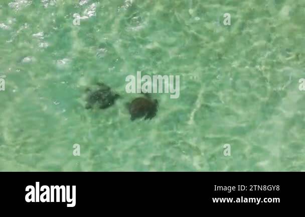 Top down view on couple of wild sea turtles swimming together in ...