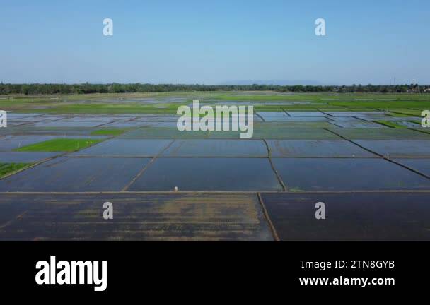 Paddy sowing season Stock Videos & Footage - HD and 4K Video Clips - Alamy