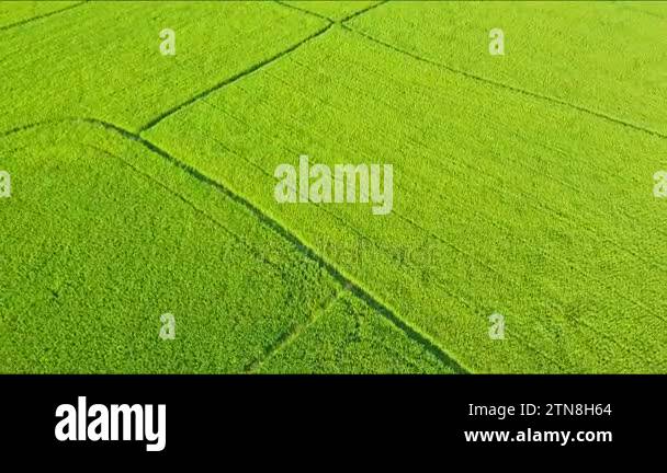 rice fields divided to plots by water channels and pathways Stock Video ...