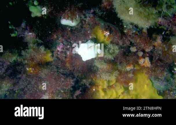 Underwater landscape video in water of New Zealand in Pacific Ocean and ...