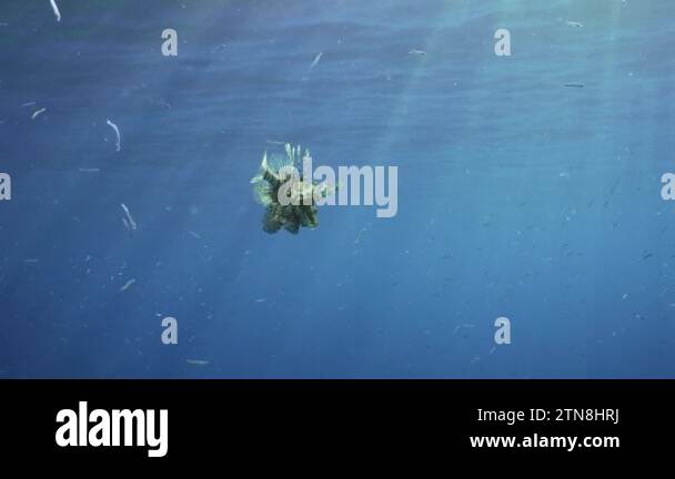 Common fish in the red sea Stock Videos & Footage - HD and 4K Video ...