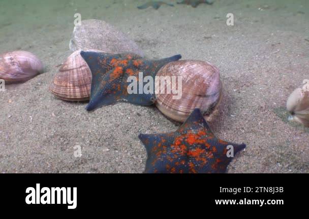 Shell and starfish close-up of sandy bottom underwater of Sea of Japan ...