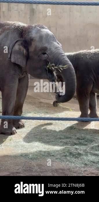 Elephant elephant trunk up cut Stock Videos & Footage - HD and 4K Video ...
