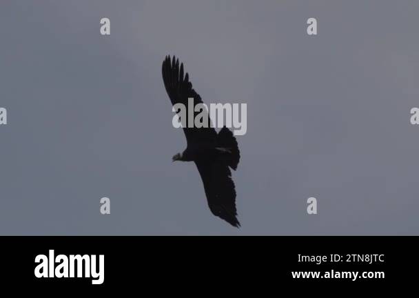 Andean condor, Vultur gryphus, the largest flying birds in the world ...