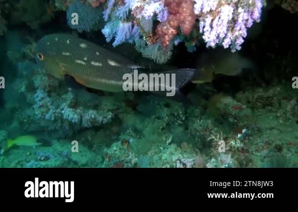 Underwater Freshwater Fish Photography